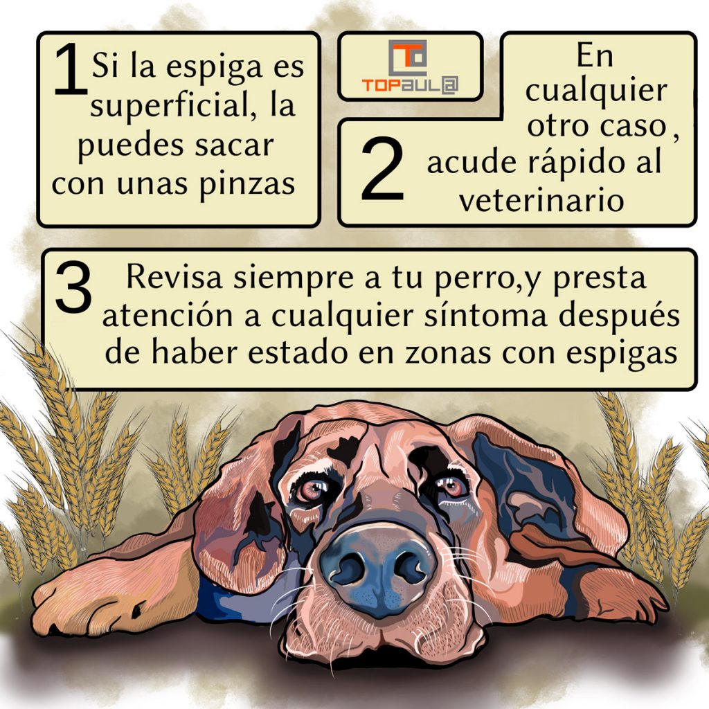 ¿Conoces los peligros de las espigas para tu perro? | TOP aul@