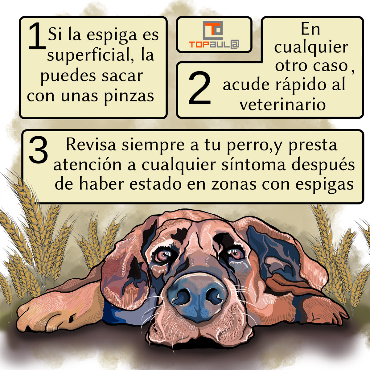 ¿Conoces los peligros de las espigas para tu perro? | TOP aul@